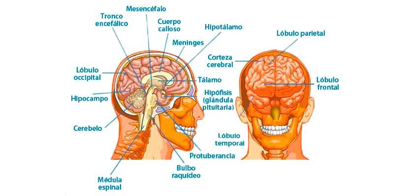 no se dio cuenta Robar a Polar anatomia del cerebro y funciones falta ... no se dio cuenta Robar a Polar anatomia del cerebro y funciones falta ...